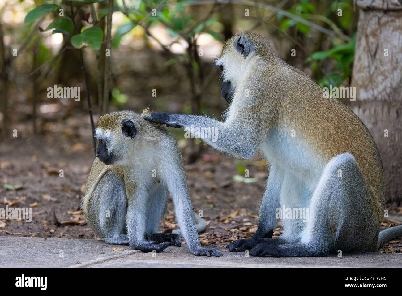 Two monkeys together hi-res stock photography and images - Alamy