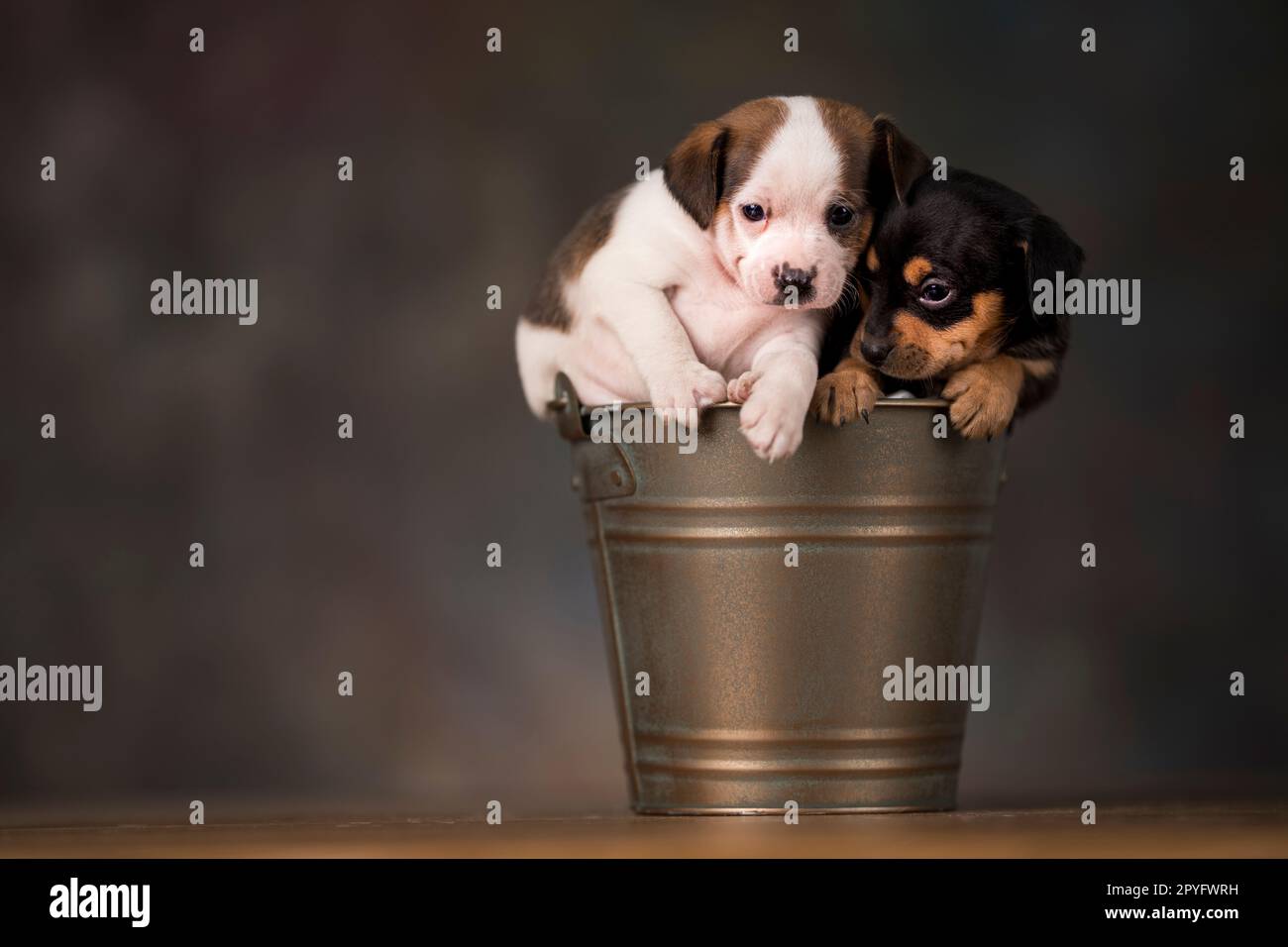 Puppies in a metal bucket Stock Photo - Alamy