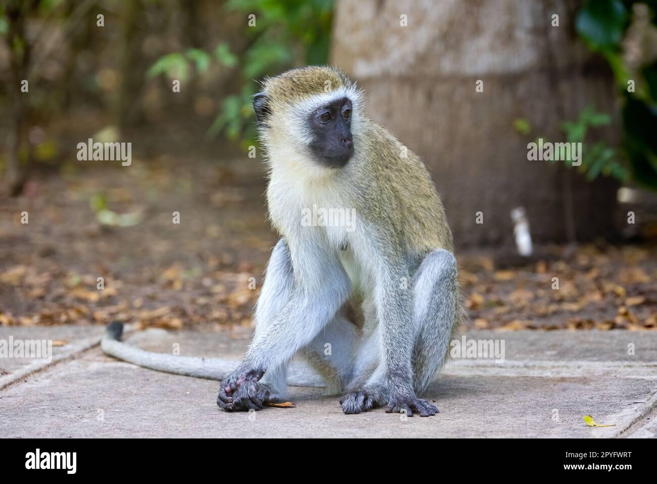 A peaceful portrait of a vervet monkey taking a break and lounging on ...
