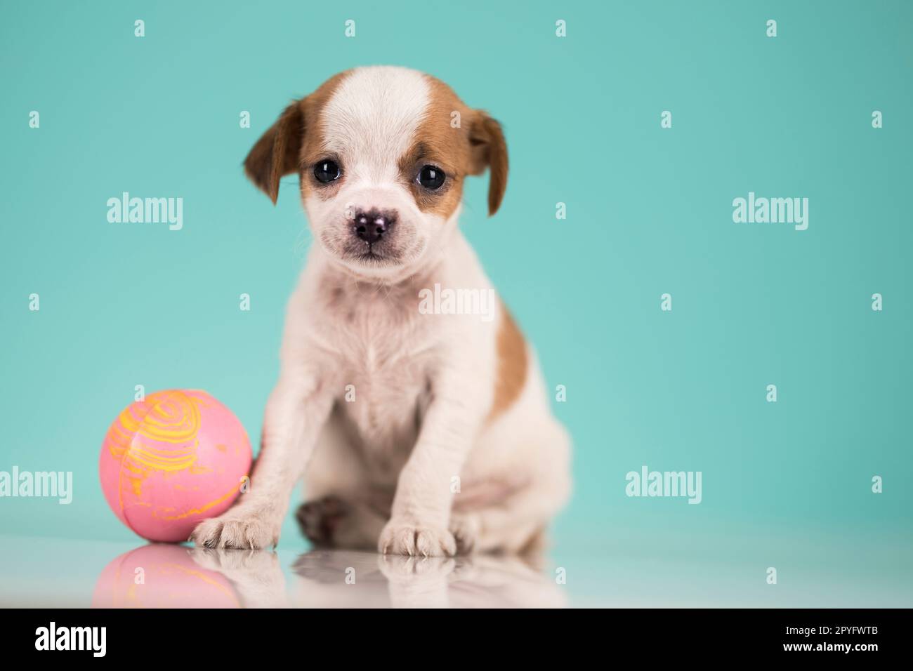 Puppy dog is playing with a ball Stock Photo - Alamy