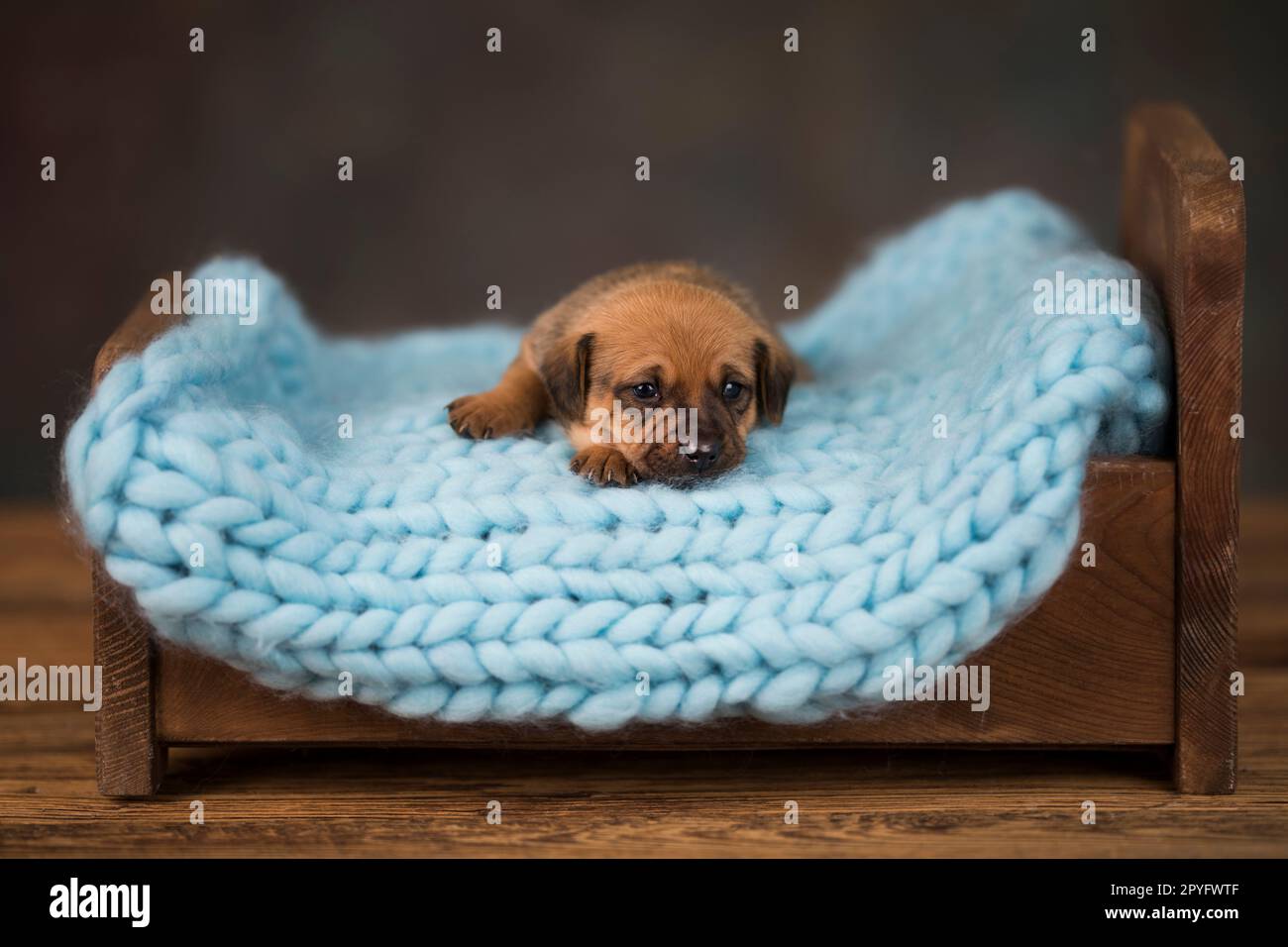 Dog sleep on a small wooden bed Stock Photo - Alamy
