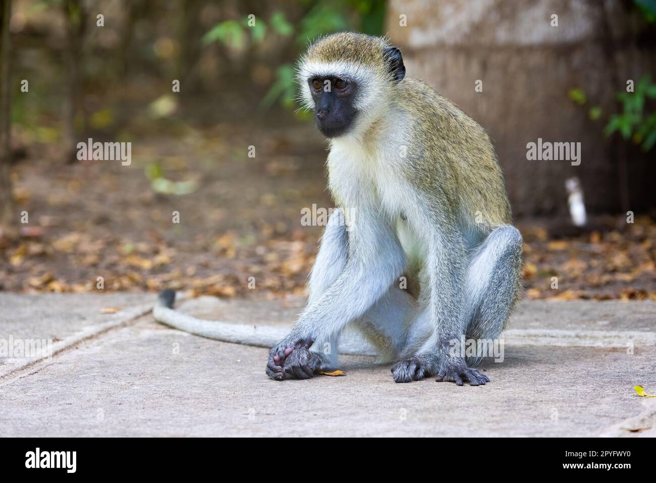 A peaceful portrait of a vervet monkey taking a break and lounging on ...