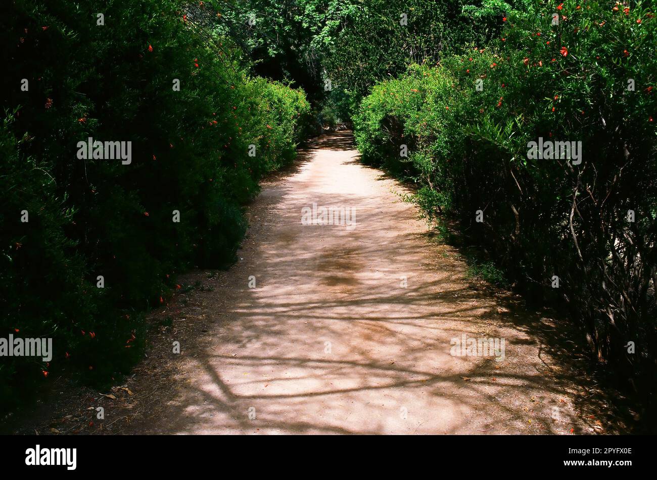 A walking path through a lush green garden Stock Photo - Alamy