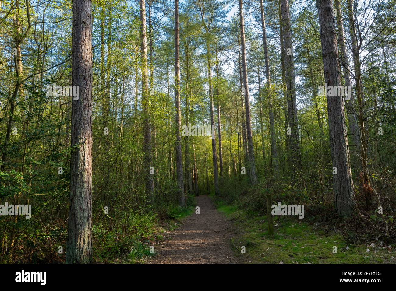 Llyn Parc Mawr an area of forest between Newborough and Malltraeth on ...