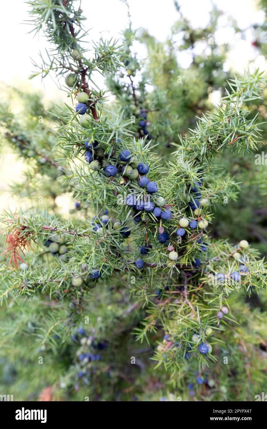 Photo of plant of common juniper in north of Italy Stock Photo - Alamy