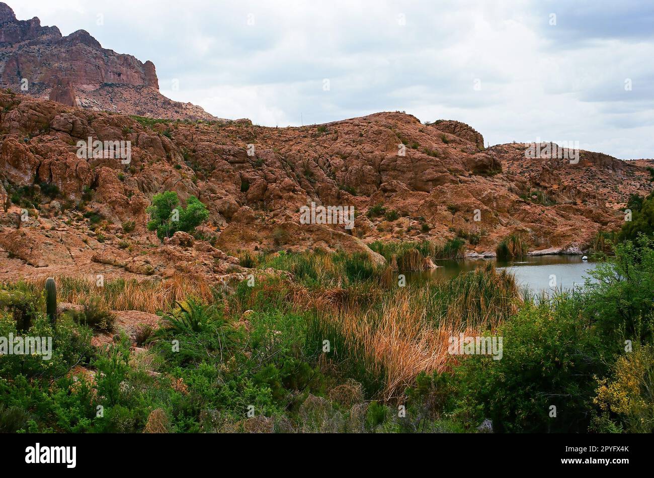 Early morning at an Arizona desert oasis in the winter Stock Photo - Alamy