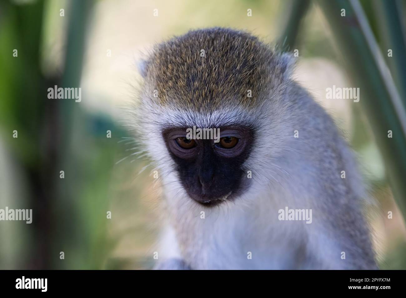 A close-up photo of a Vervet Monkey's face, capturing its expressive ...
