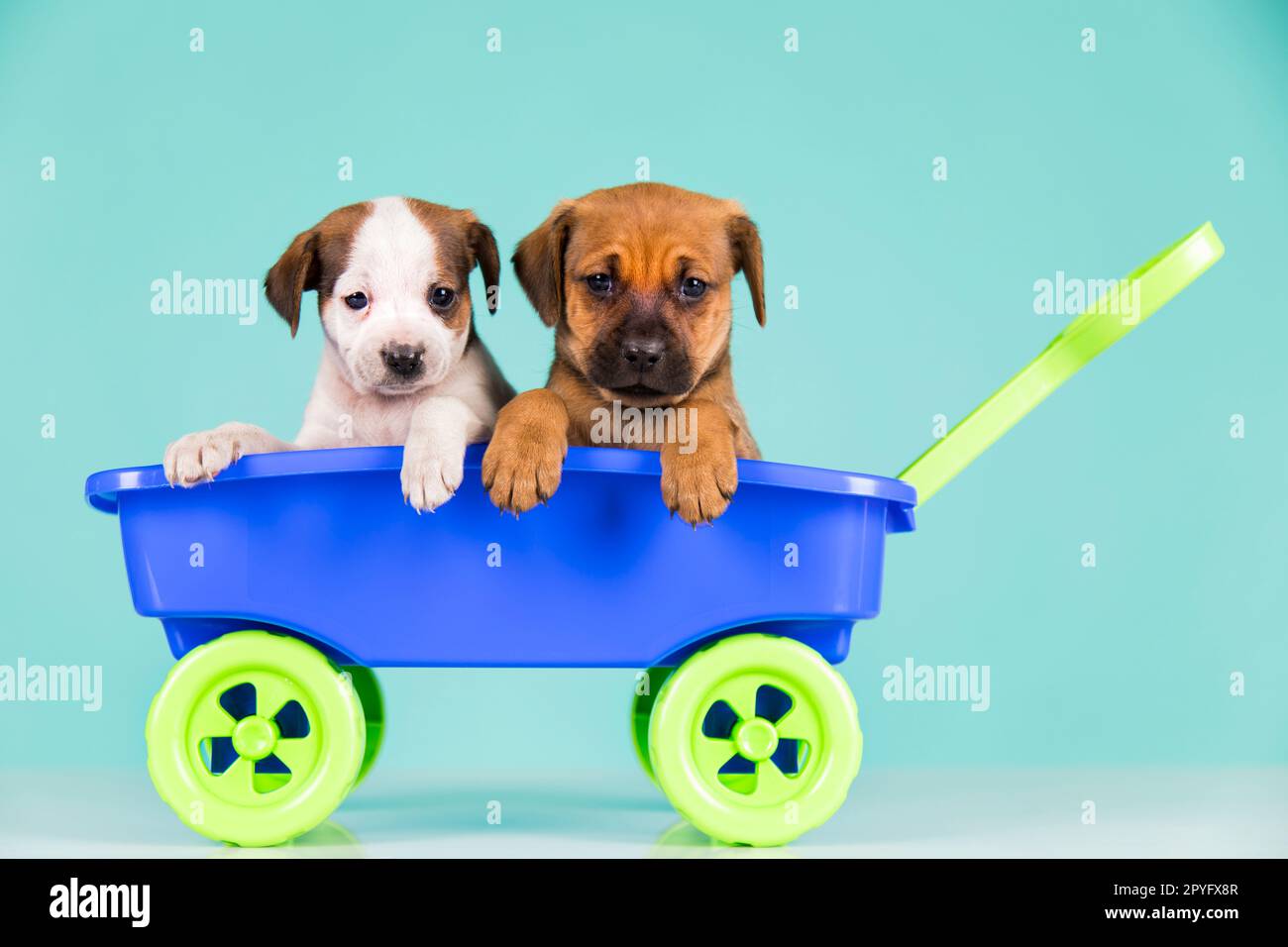 Cute doggies in a toy wagon Stock Photo - Alamy