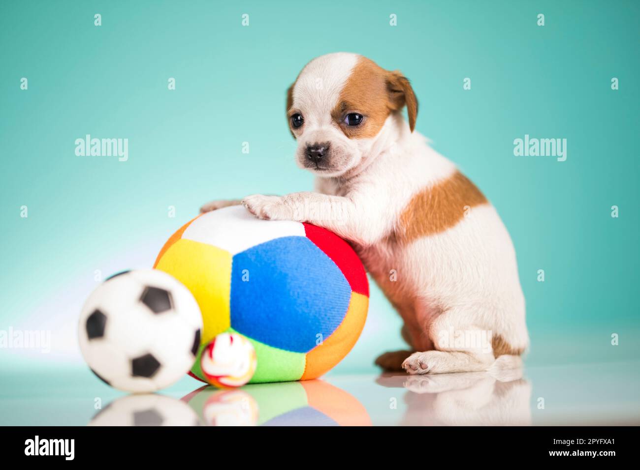 Puppy dog is playing with a ball Stock Photo - Alamy