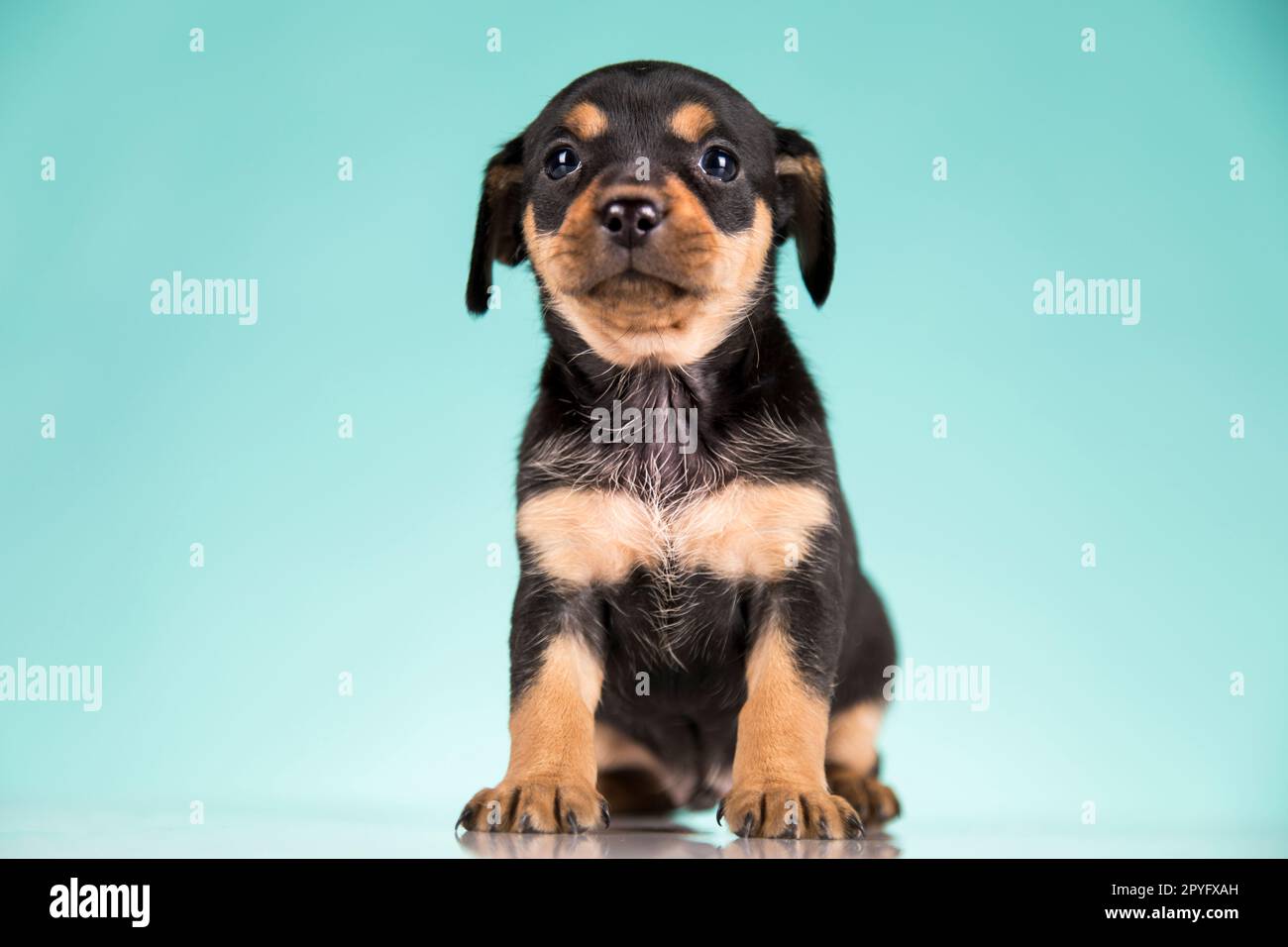 Pet, Little puppy dog, animals concept Stock Photo - Alamy