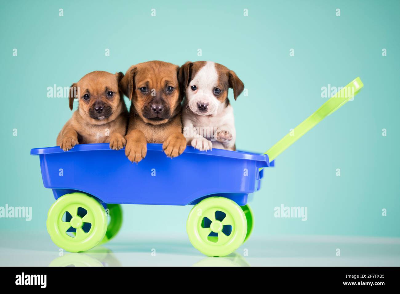 Cute doggies in a toy wagon Stock Photo - Alamy