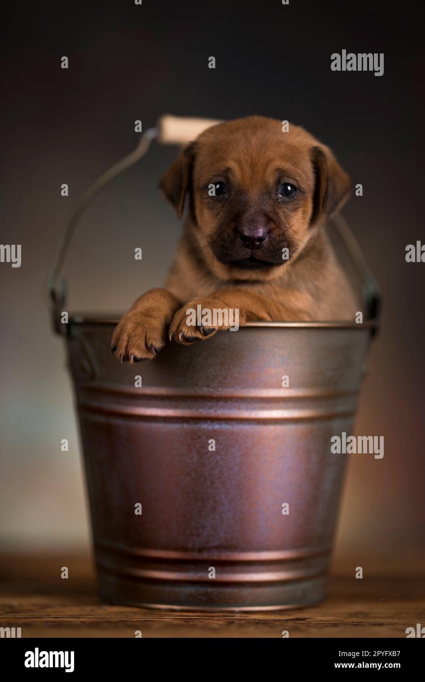 A small dog in a metal bucket Stock Photo - Alamy
