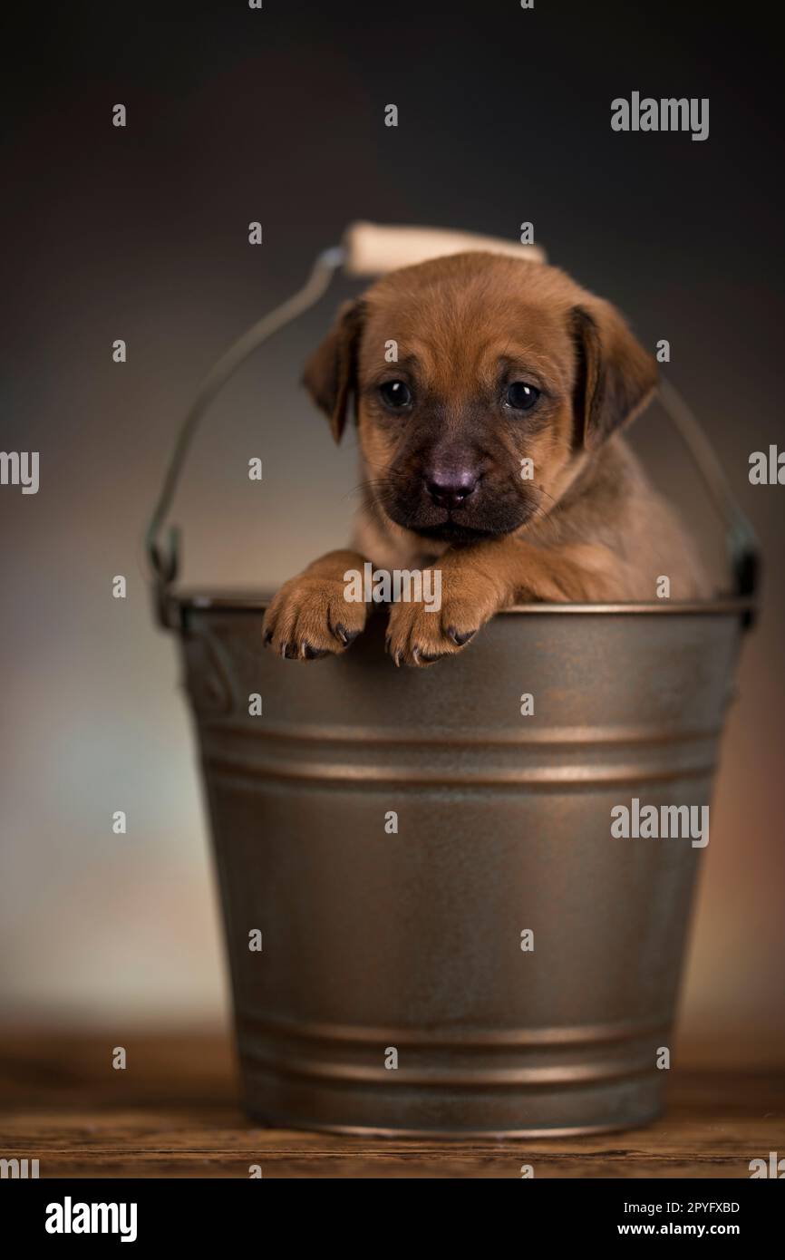Dog in a metal bucket Stock Photo - Alamy