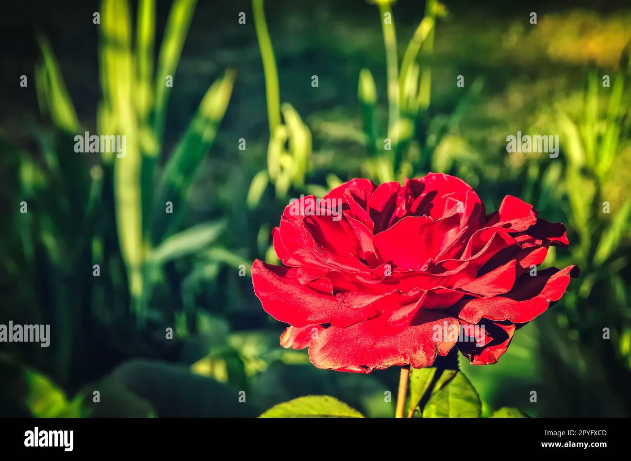 Red rose flower in summer scenery. Red rose on the branch in a sunny ...