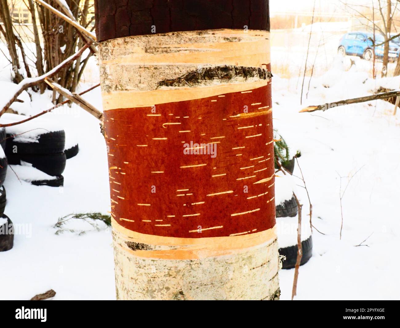 Cambium layer hi-res stock photography and images - Alamy