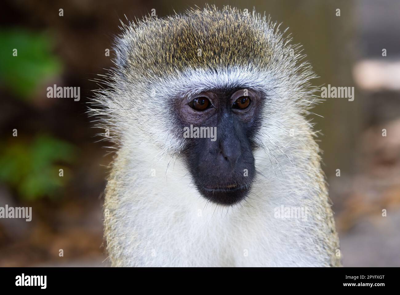 A close-up photo of a Vervet Monkey's face, capturing its expressive ...