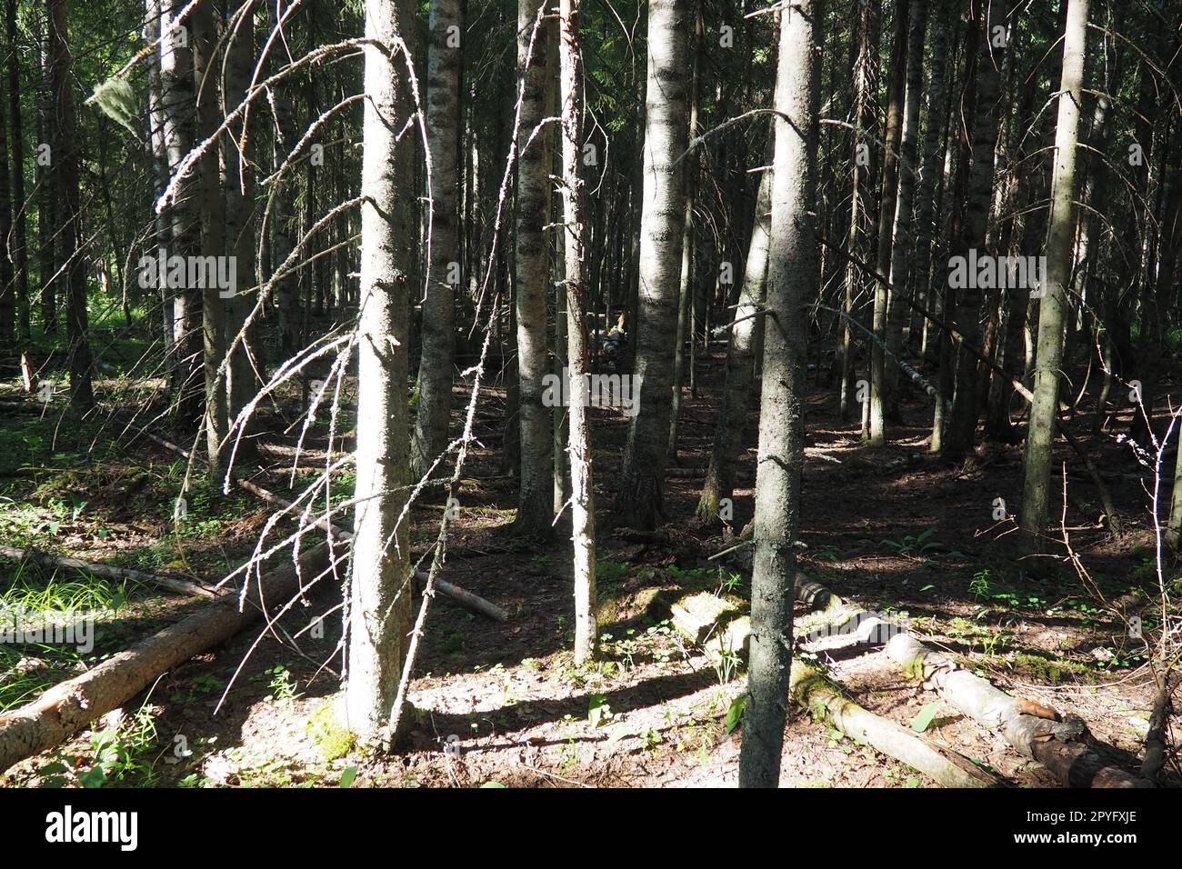 Taiga biome dominated by coniferous forests. Picea spruce, genus of ...