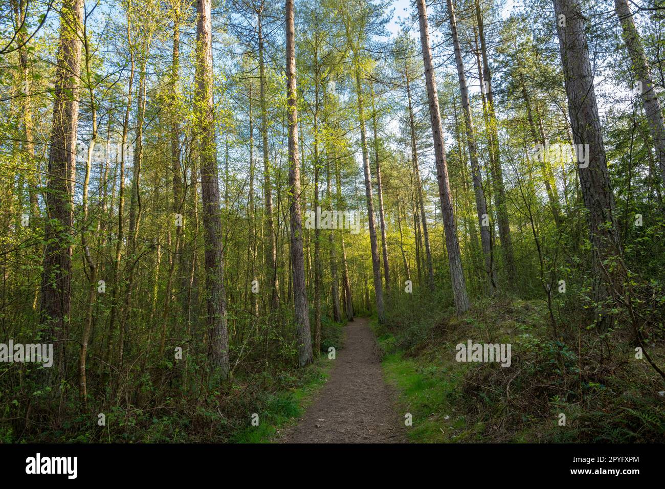Llyn Parc Mawr an area of forest between Newborough and Malltraeth on ...