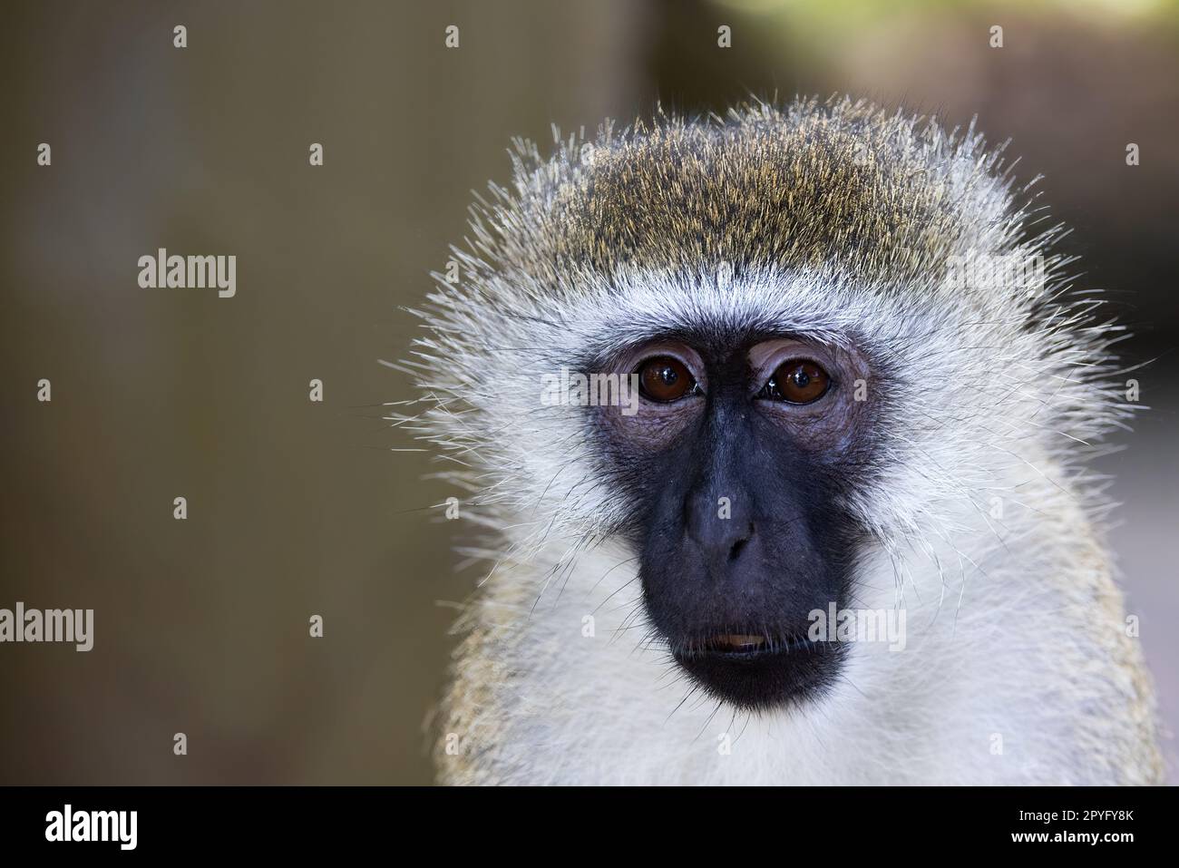 A close-up photo of a Vervet Monkey's face, capturing its expressive ...