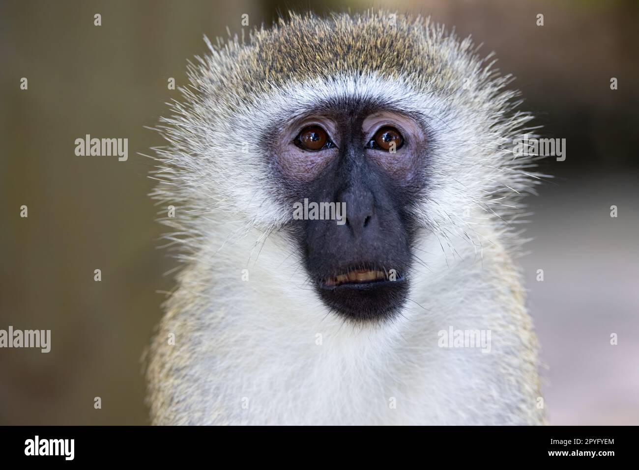 A close-up photo of a Vervet Monkey's face, capturing its expressive ...