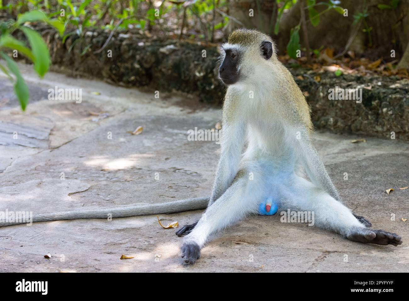 A peaceful portrait of a vervet monkey taking a break and lounging on ...