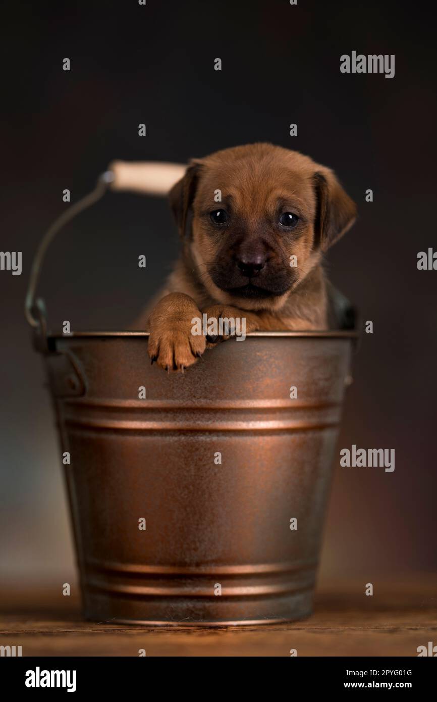 Dog in a metal bucket Stock Photo - Alamy