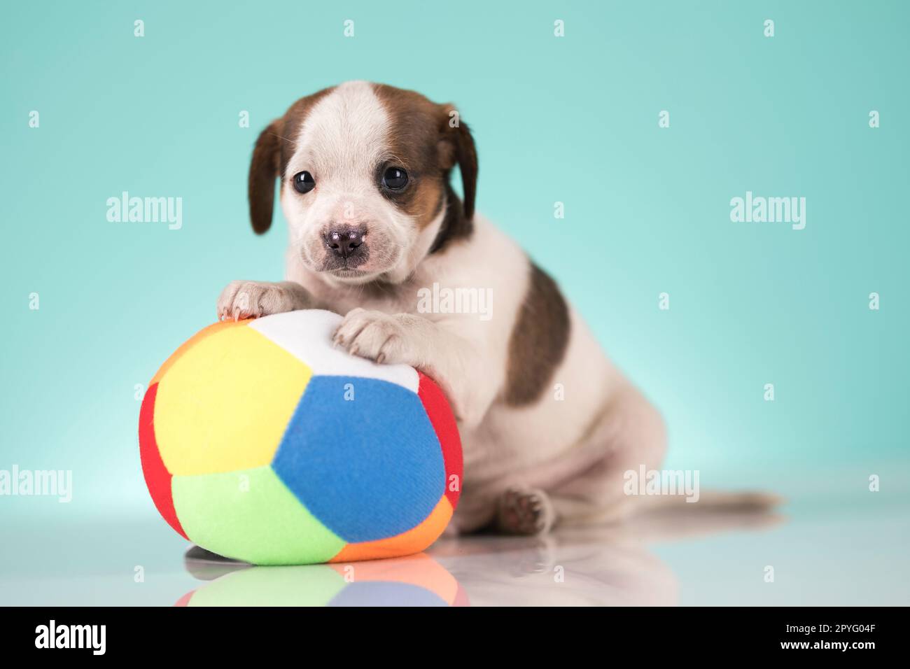 Puppy dog is playing with a ball Stock Photo - Alamy