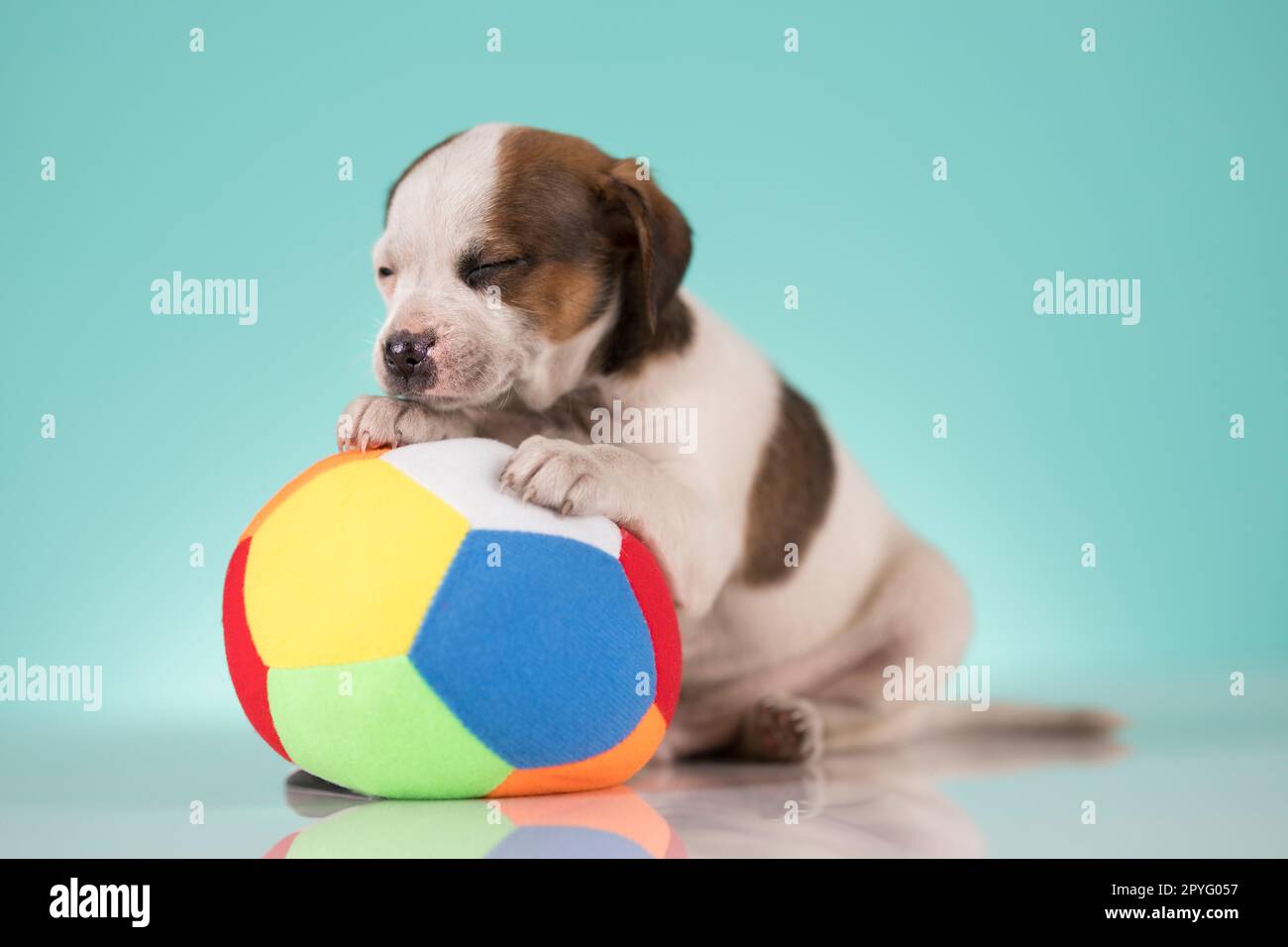 Puppy dog is playing with a ball Stock Photo - Alamy