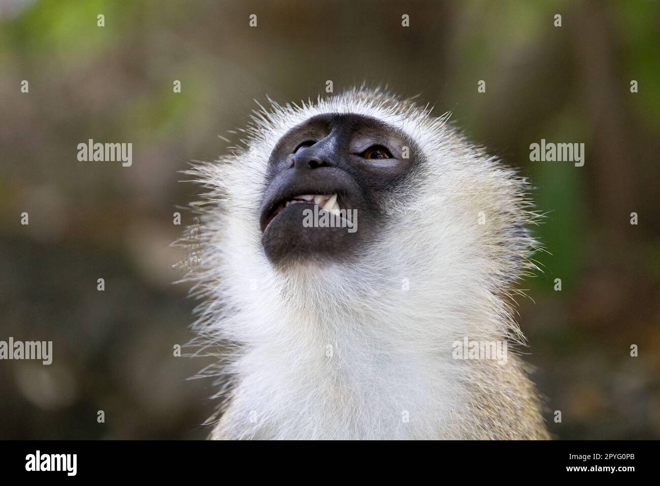 A close-up portrait of a vervet monkey in Kenya, showing its teeth ...