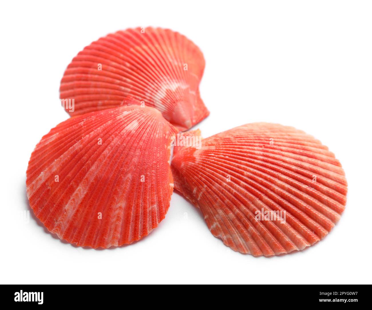 Coral seashells isolated on white background Stock Photo - Alamy