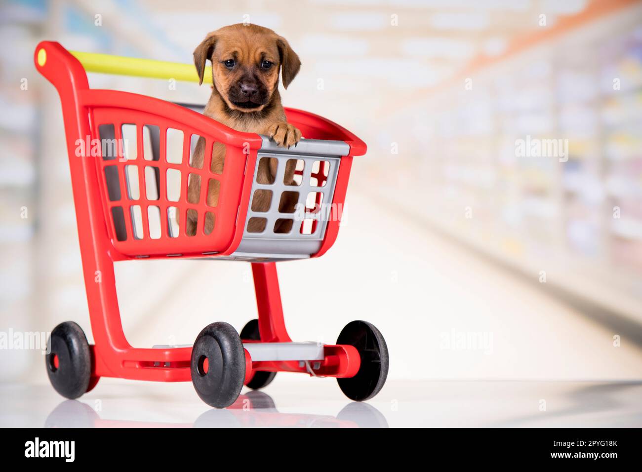 Dog in a shopping cart Stock Photo - Alamy