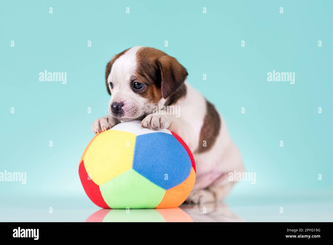 Puppy dog is playing with a ball Stock Photo - Alamy