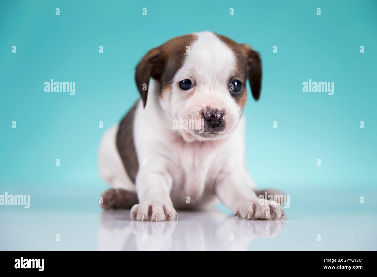 Pet, Little puppy dog, animals concept Stock Photo - Alamy