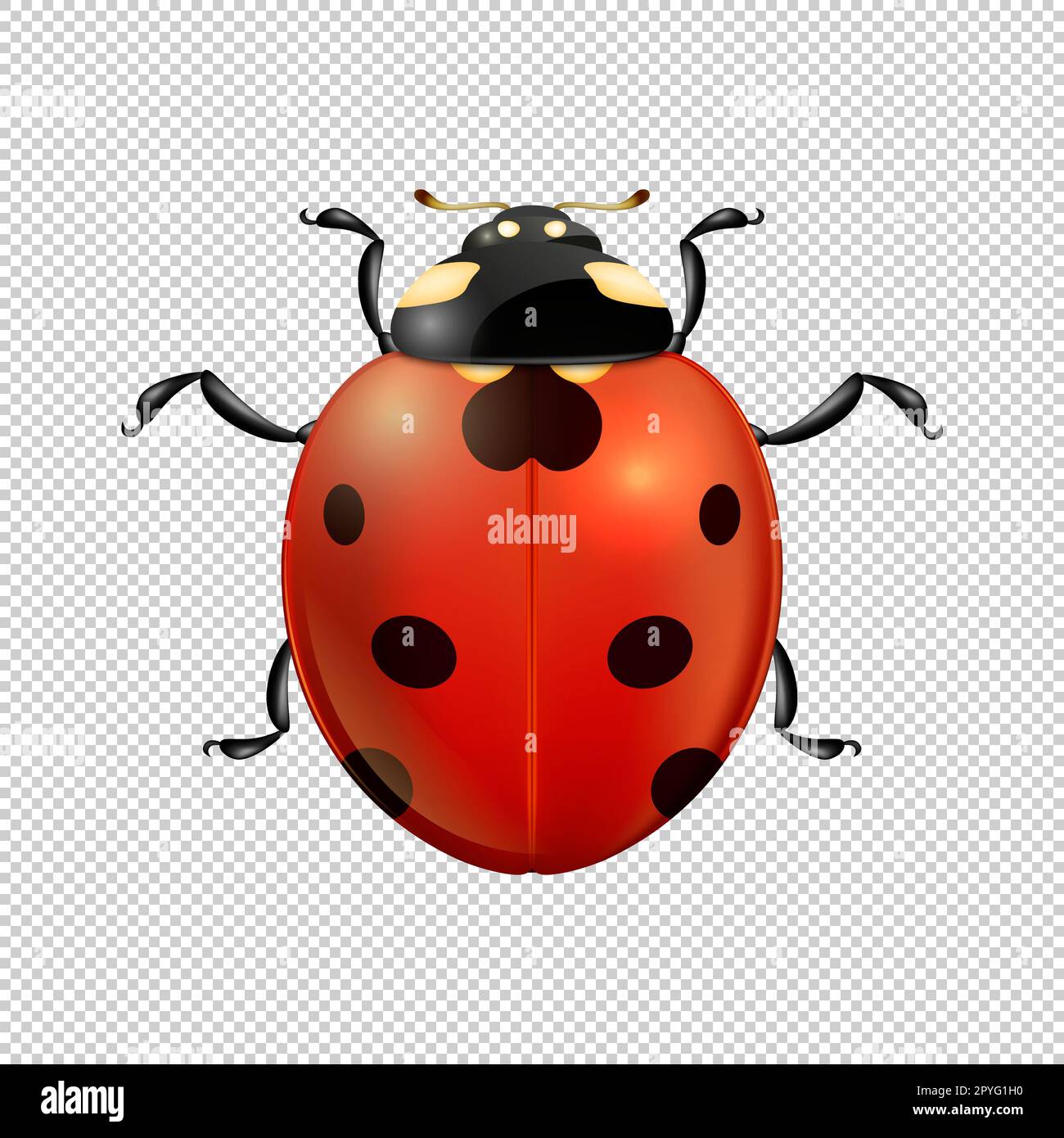 Vector close-up realistic ladybug insect icon isolated. Design template ...