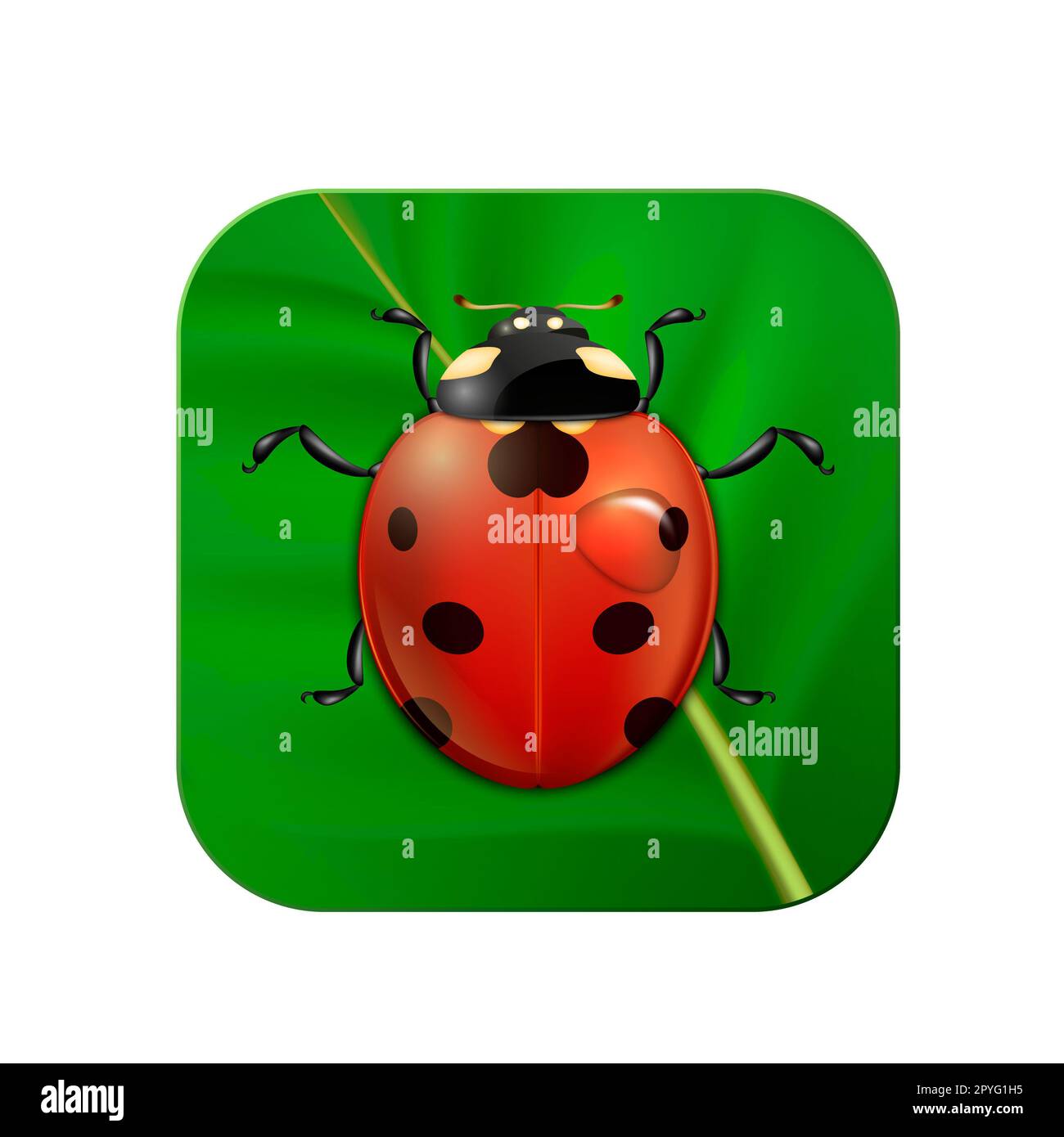 Vector close-up realistic icon with ladybug on leaf. EPS10 illustration ...