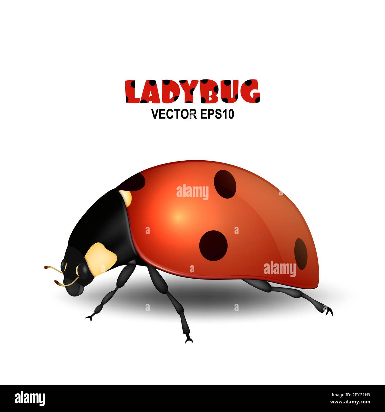 Vector close-up realistic ladybug insect icon isolated on white ...