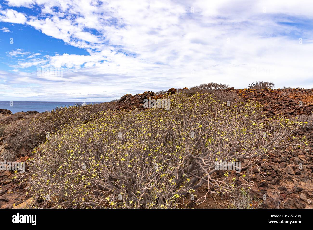 Vegetation on volcanic rock Stock Photo - Alamy
