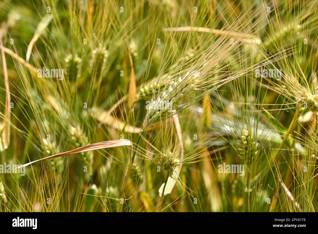 Grain ears in a field Stock Photo - Alamy