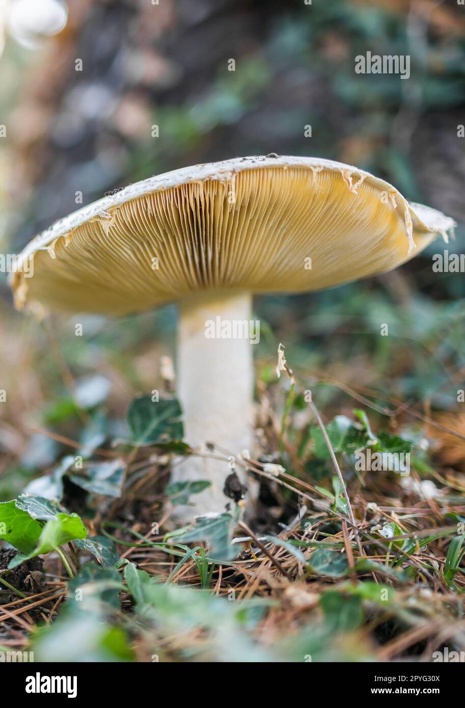 Ripe mushroom in summer forest scene close up. Mushroom macrophoto ...