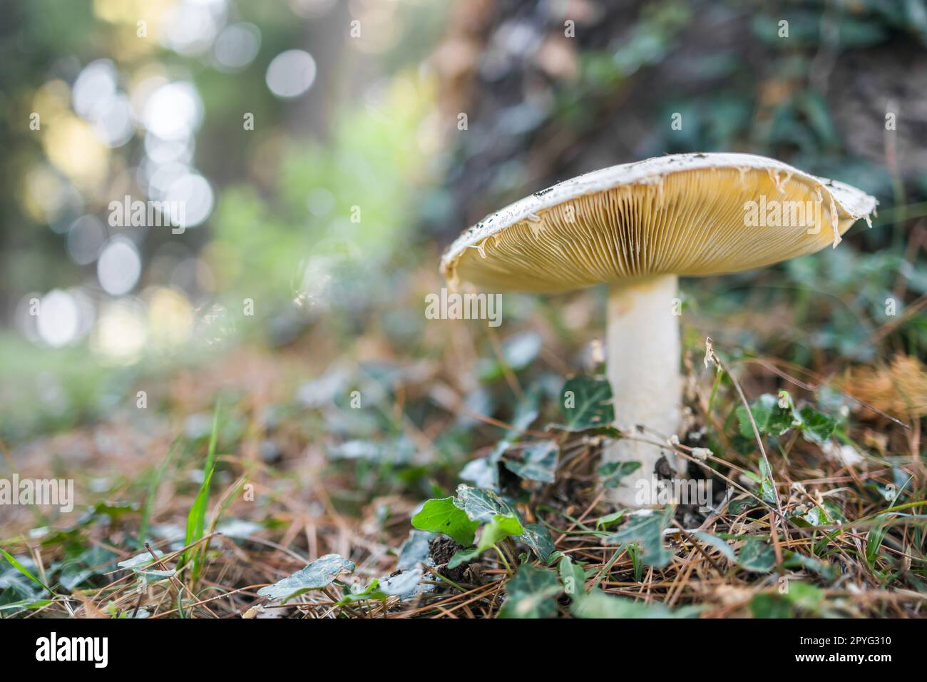 Ripe mushroom in summer forest scene. Mushroom macrophoto. Natural ...