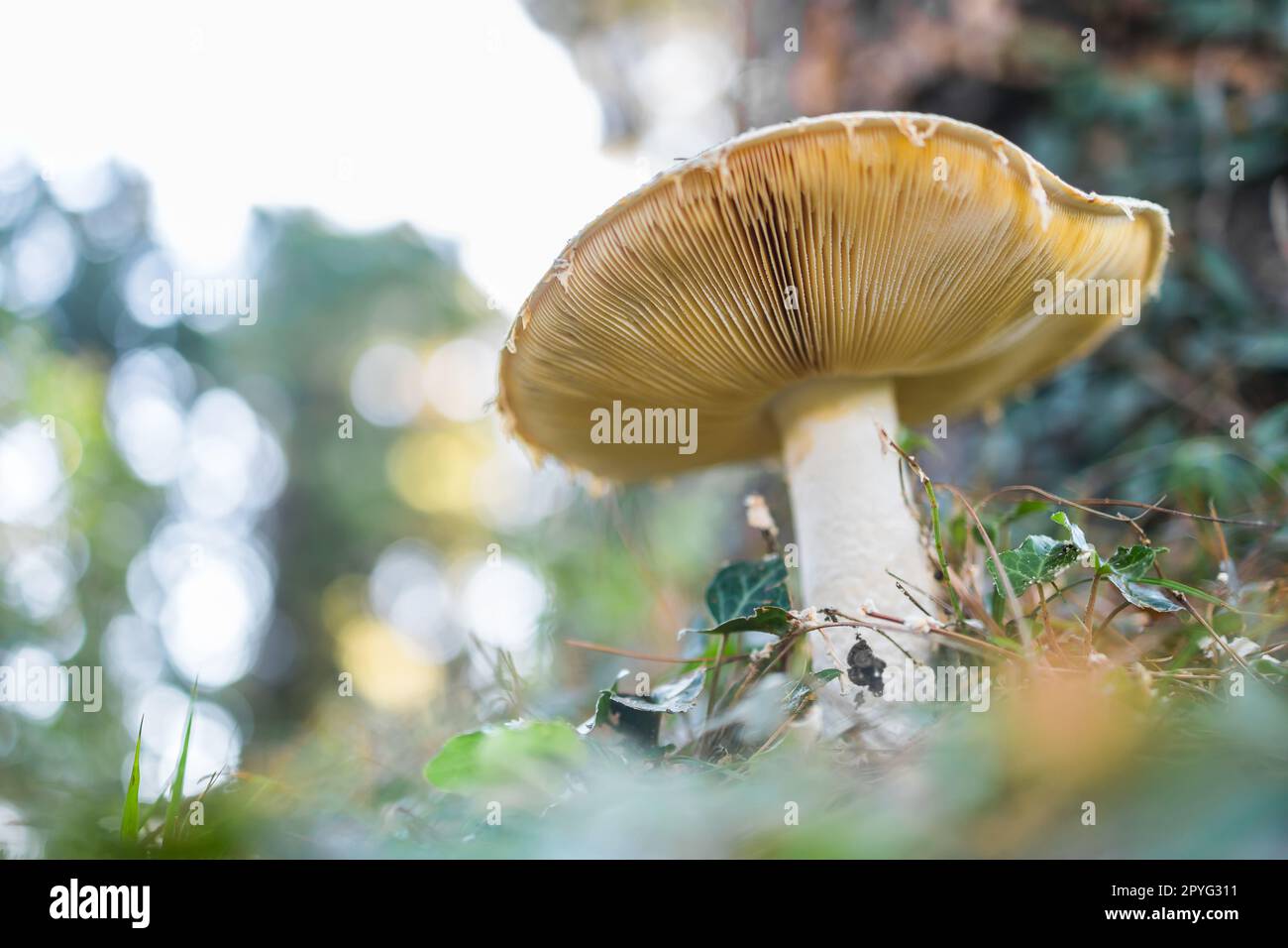 Ripe mushroom in summer forest scene. Mushroom macrophoto. Natural ...
