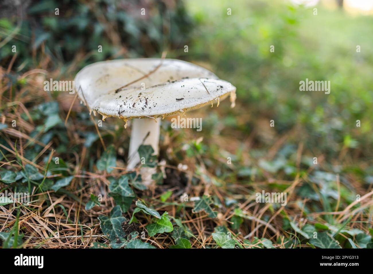 Ripe mushroom in summer forest scene. Mushroom macrophoto. Natural ...