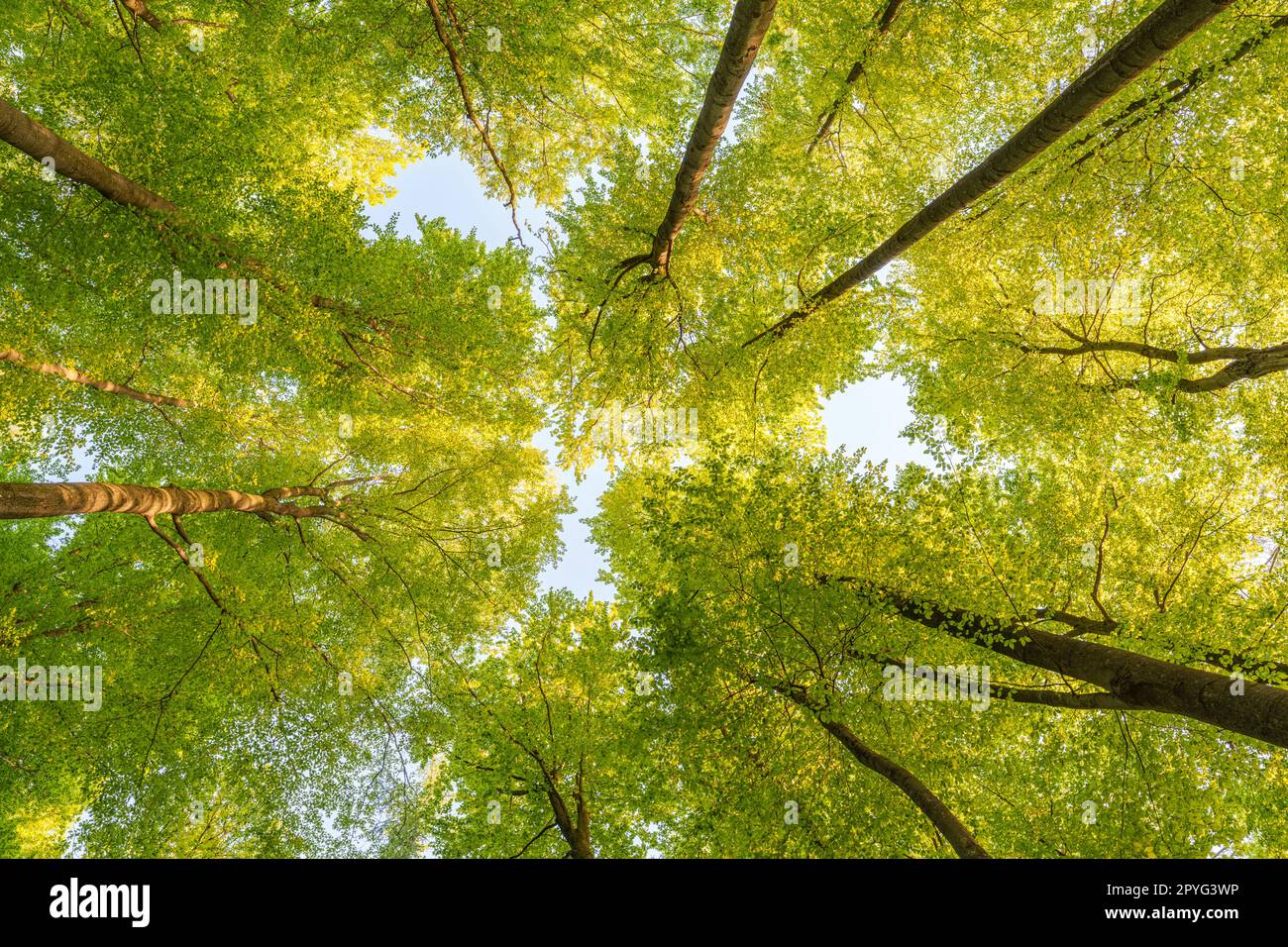 Springtime forest with setting sun shining through leaves and branches ...