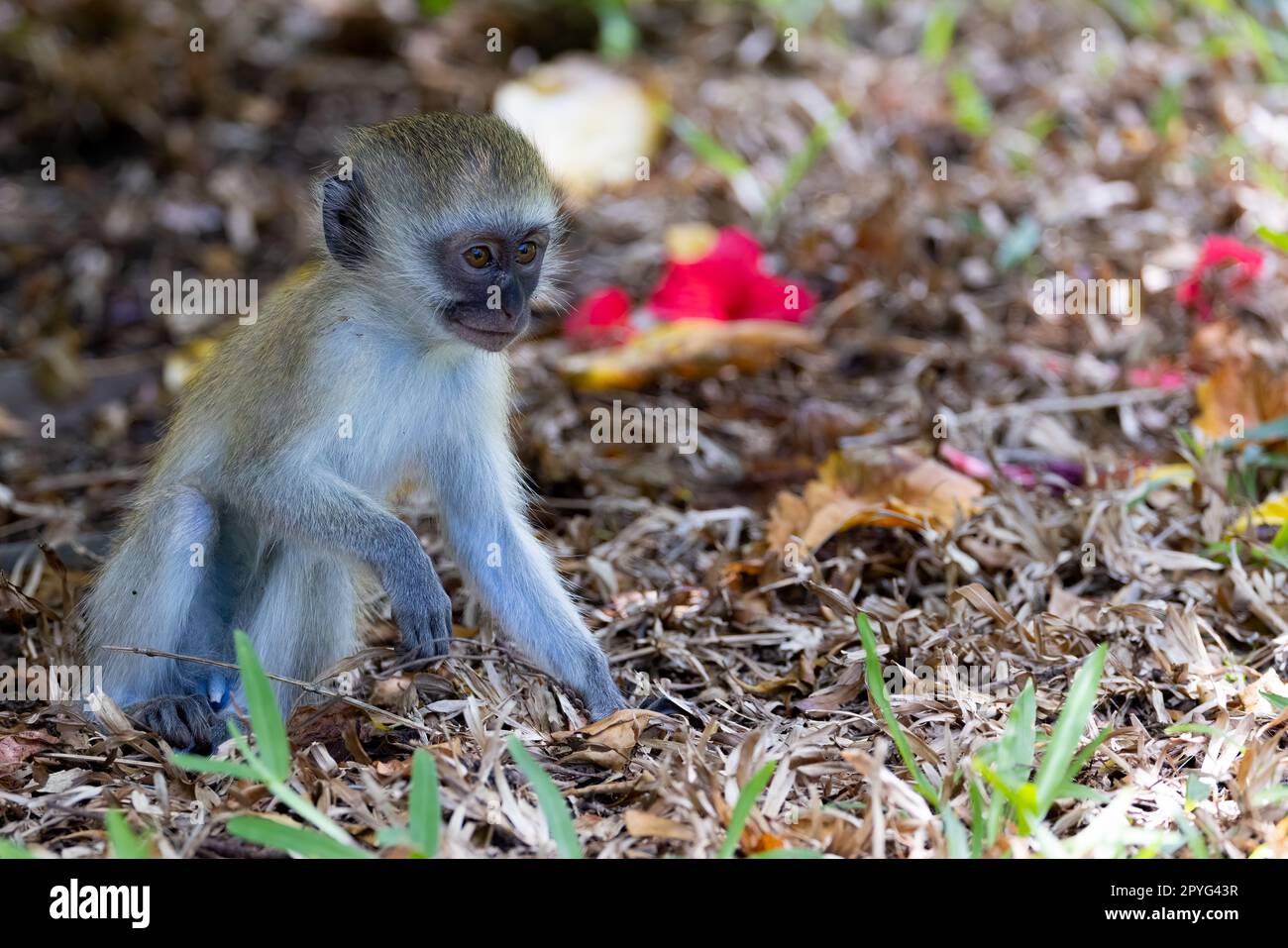 Moneky face hi-res stock photography and images - Alamy