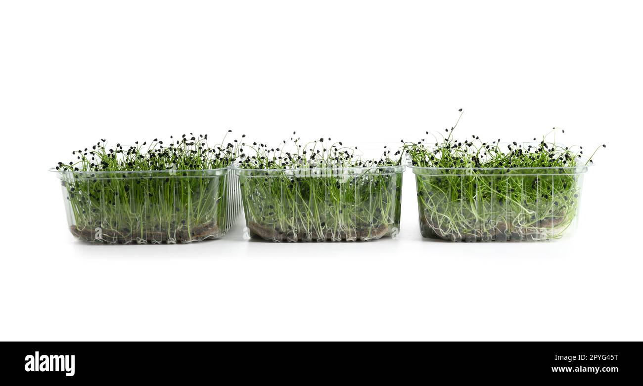 Plastic containers with fresh micro green on white background Stock ...