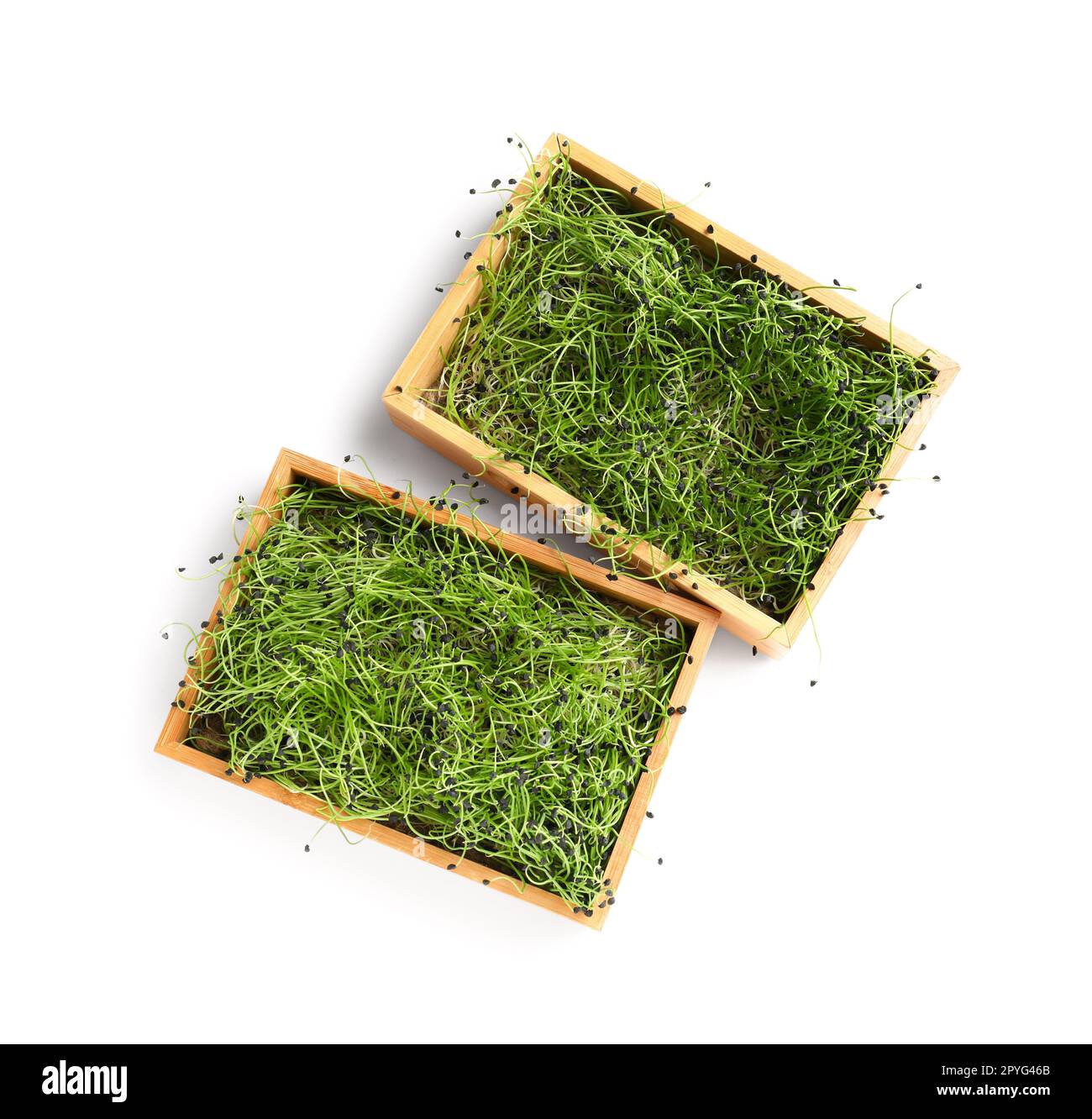 Wooden boxes with fresh micro green on white background Stock Photo - Alamy