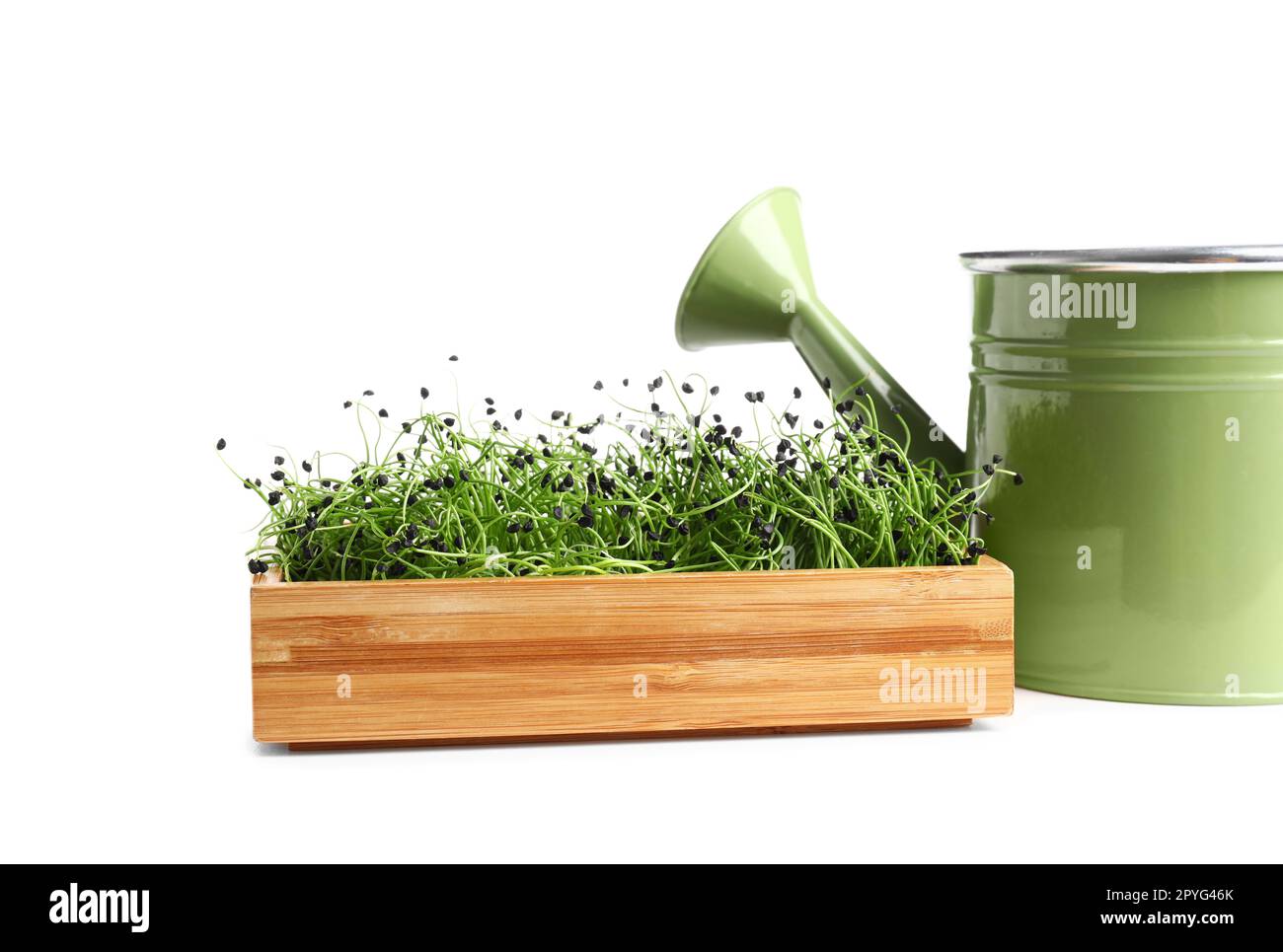 Wooden box with fresh micro green and watering can on white background ...