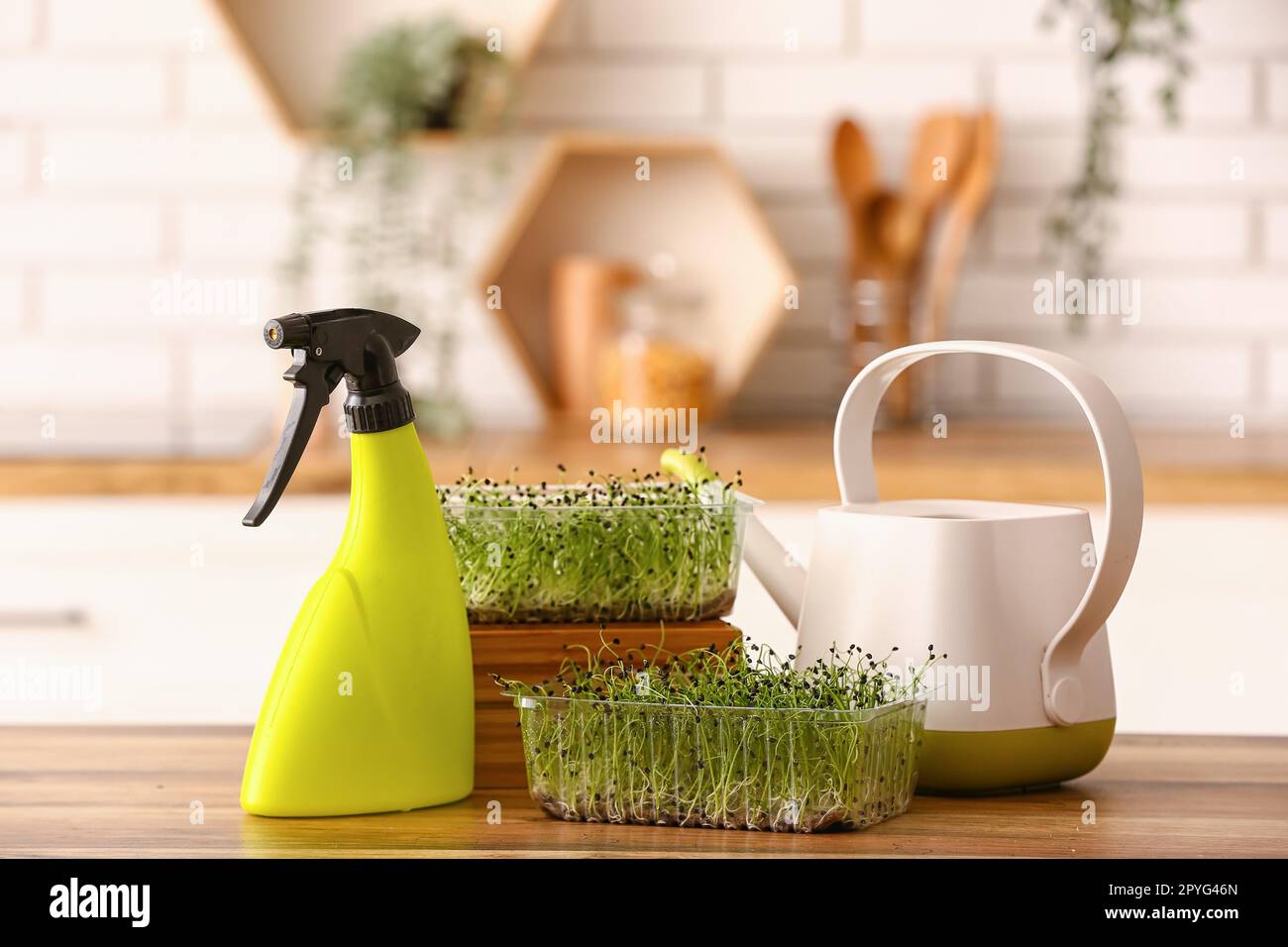Plastic containers with micro green, watering can and spray on table in ...