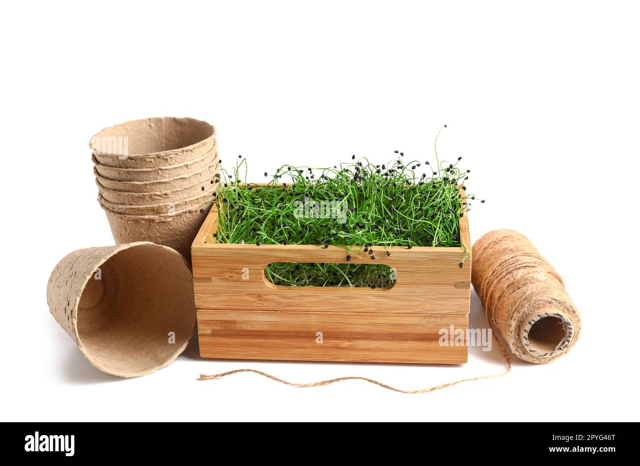 Wooden box with fresh micro green, peat pots and rope on white ...