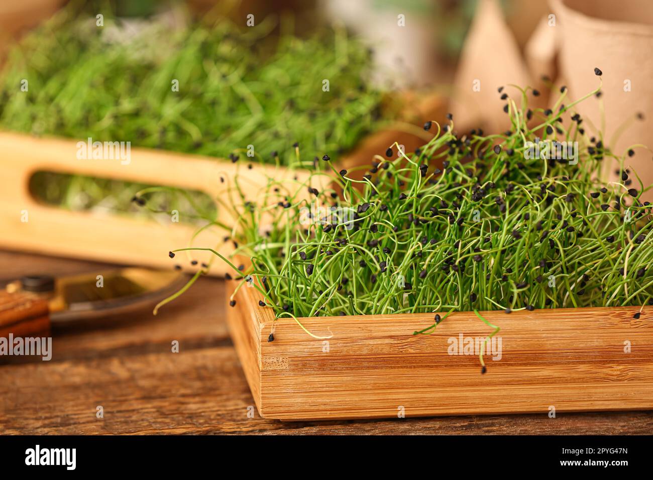 Buckwheat microgreens hi-res stock photography and images - Alamy